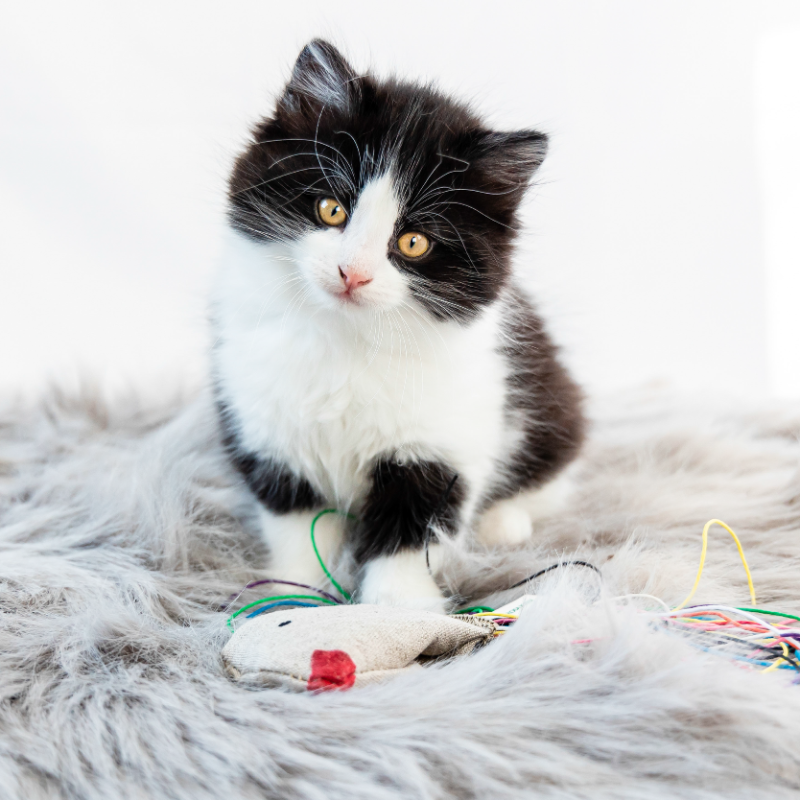 Eco-Catty Pillar Cat Toy | Handmade in Nepal, Assembled in the USA ...