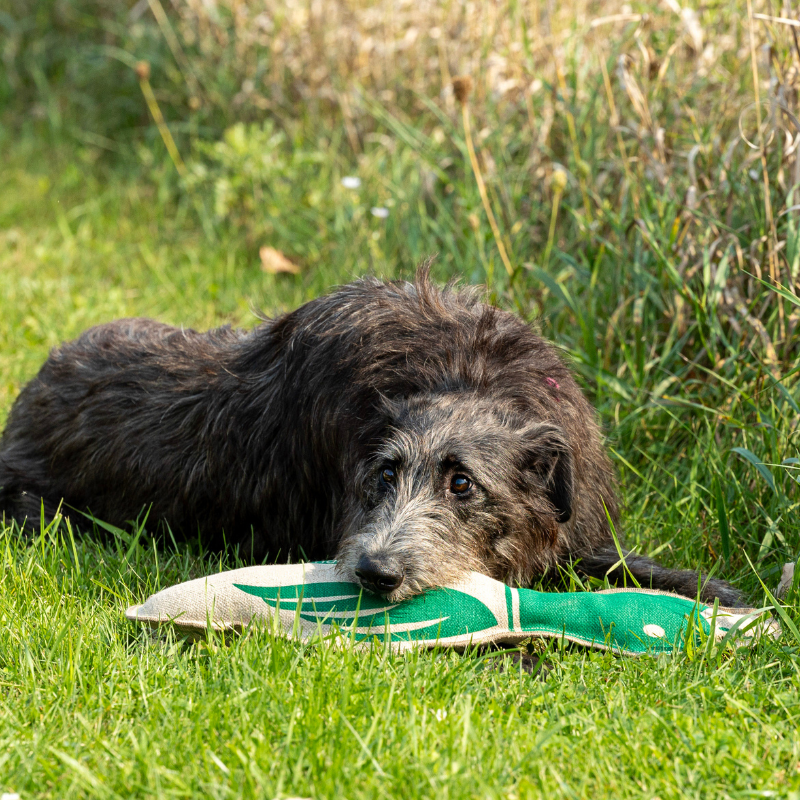 Eco-Quacker Duck Dog Toy | Handmade in the USA | Natural Hemp & Wool ...