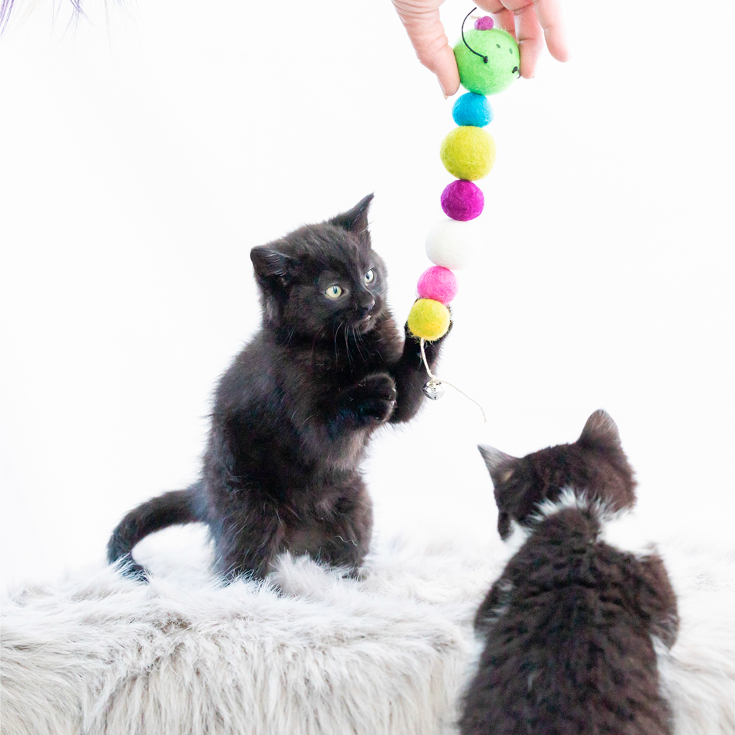 Honest Pet Products | Natural, Eco-Friendly Dog and Cat Toys