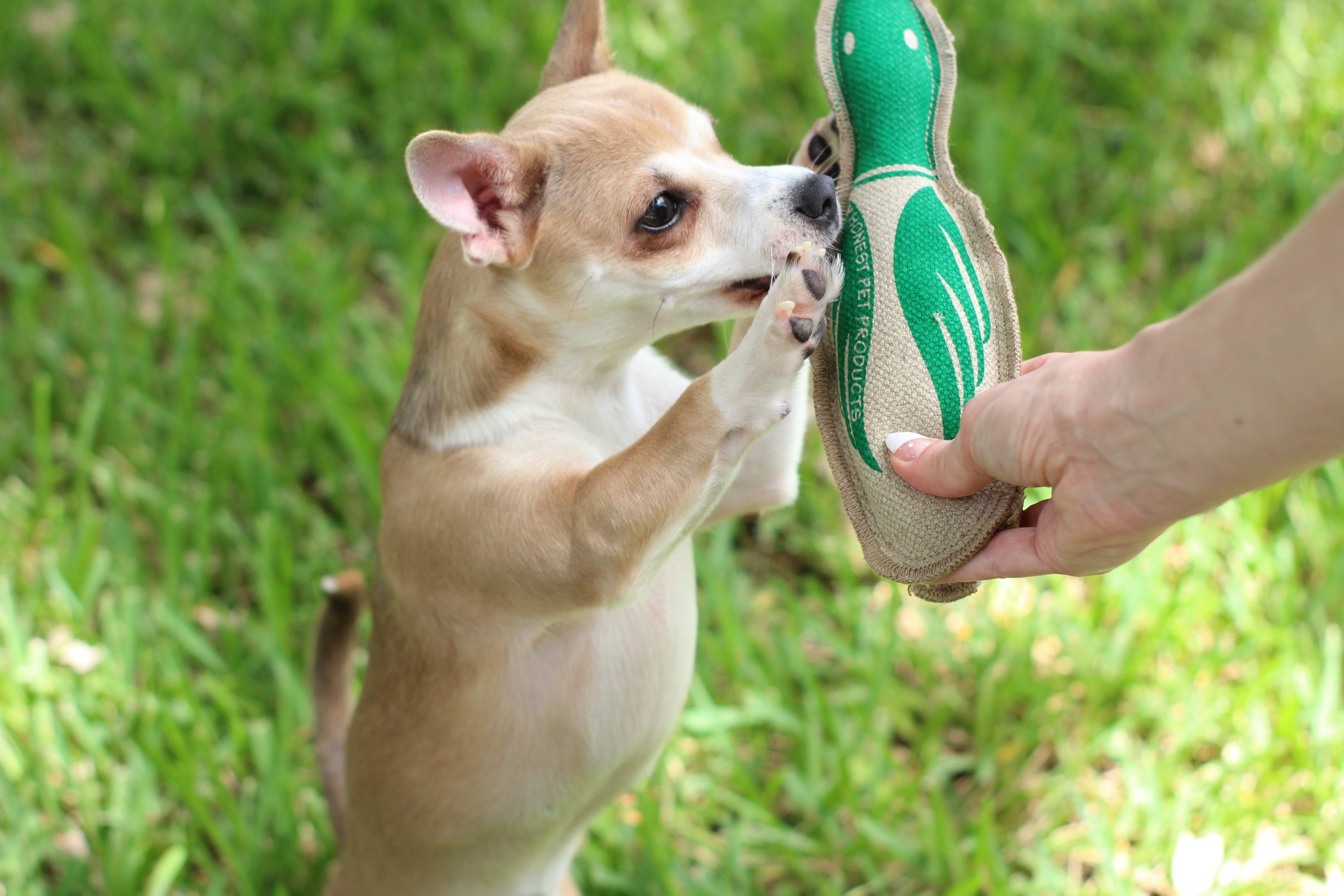 Eco-Quacker Duck Dog Toy | Handmade in the USA | Natural Hemp & Wool ...